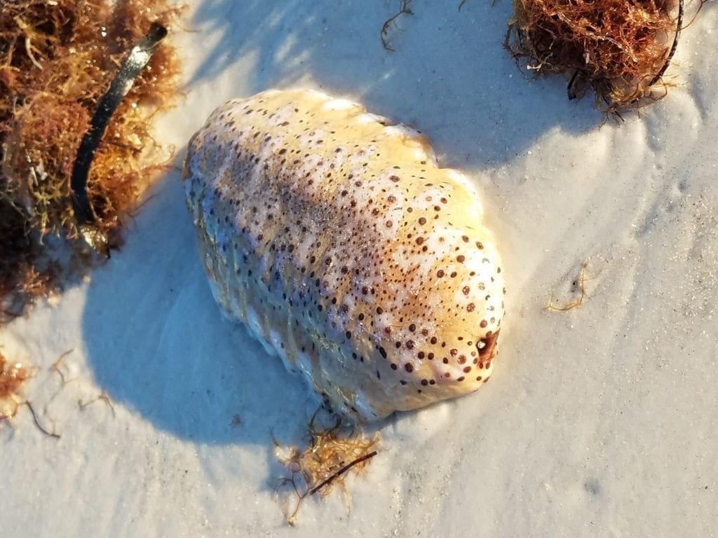 Beach aliens of Anna Maria Island gallery - AMI Sun