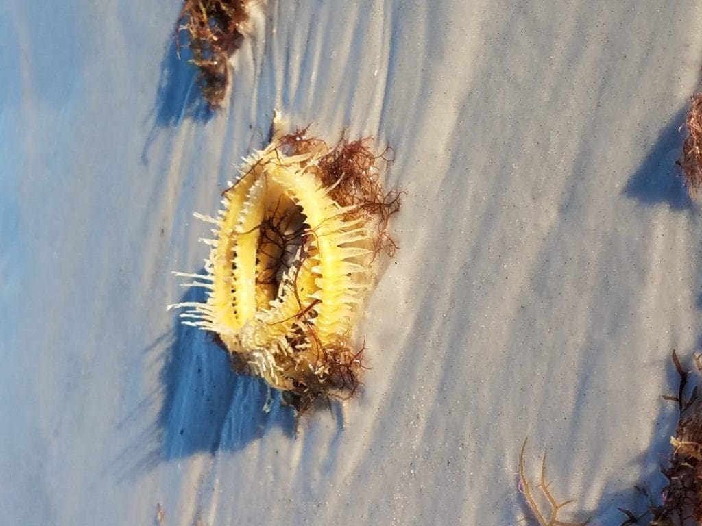 Beach aliens of Anna Maria Island gallery - AMI Sun