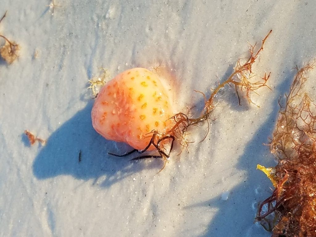 Beach aliens of Anna Maria Island gallery - AMI Sun
