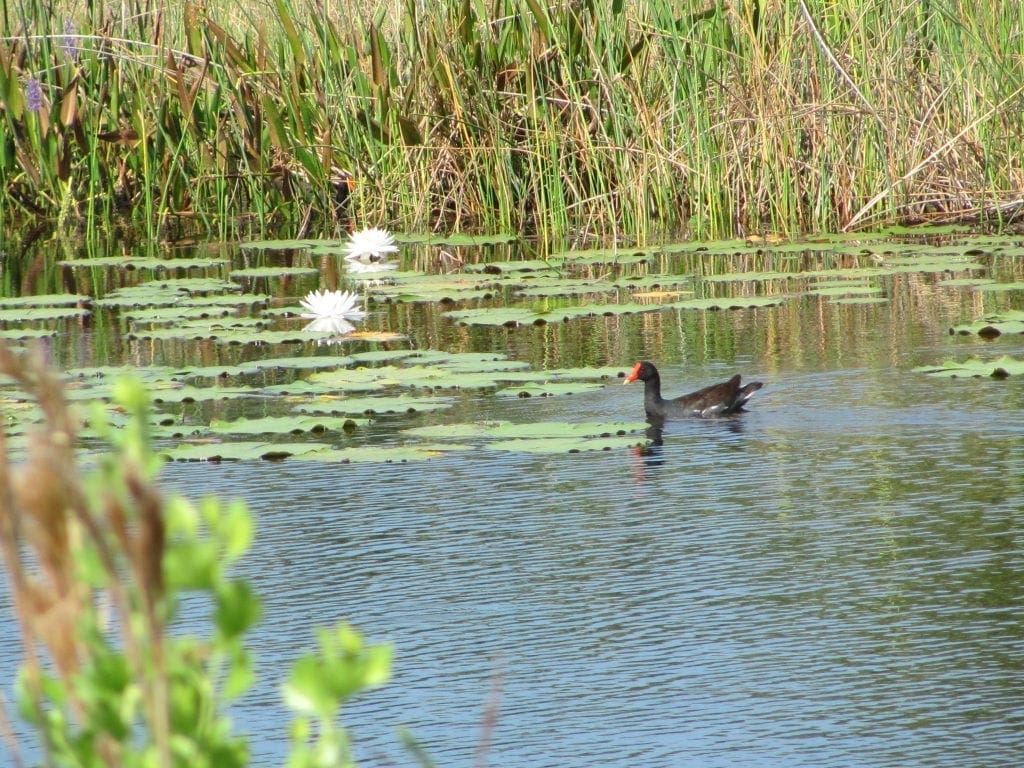 Perico Preserve gallery - AMI Sun