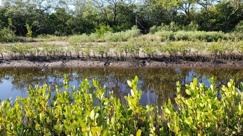 Cortez FISH Preserve gallery - AMI Sun