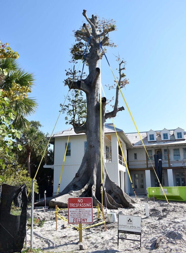 Kapok Tree Kapok Tree Roots Hi Res Stock Photography And Images