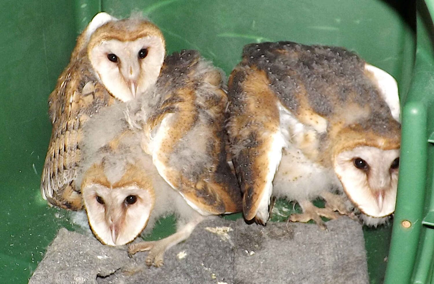 Holmes Beach assists Wildlife Inc. - AMI Sun