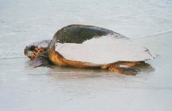 Sea Turtle patrol begins this week on AMI - AMI Sun