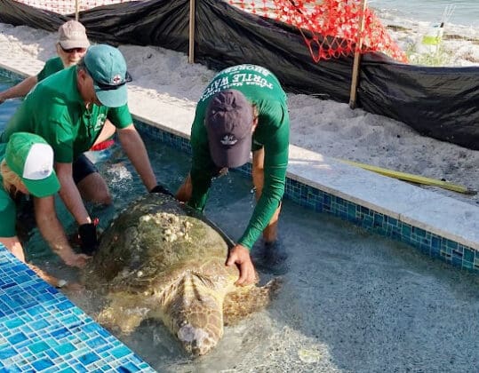Turtle Watch rescues sea turtle from swimming pool - AMI Sun