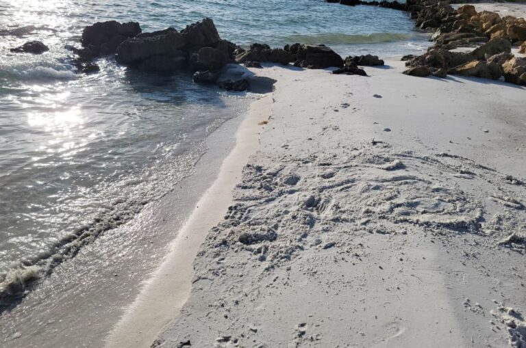 Sea turtle false crawls on the rise - AMI Sun