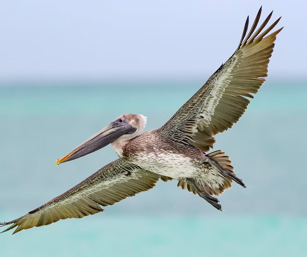 Friends of the Pelicans founder outlines hazards to brown pelicans ...